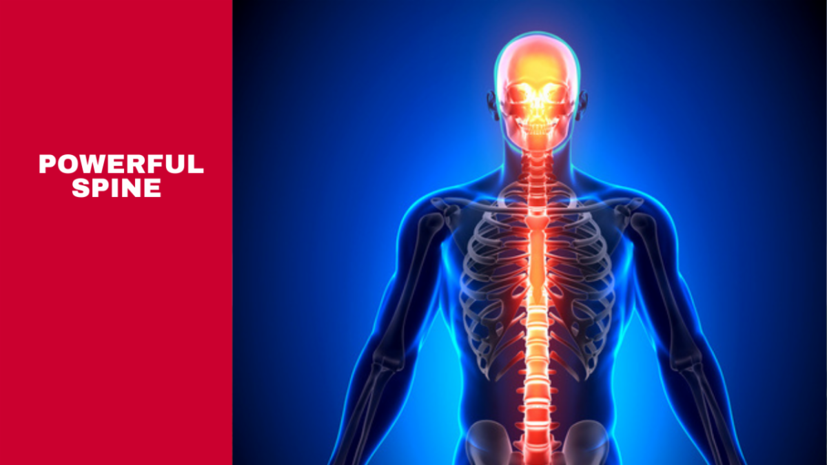 Why Your Spine is so Powerful | Powerflow Chiropractic